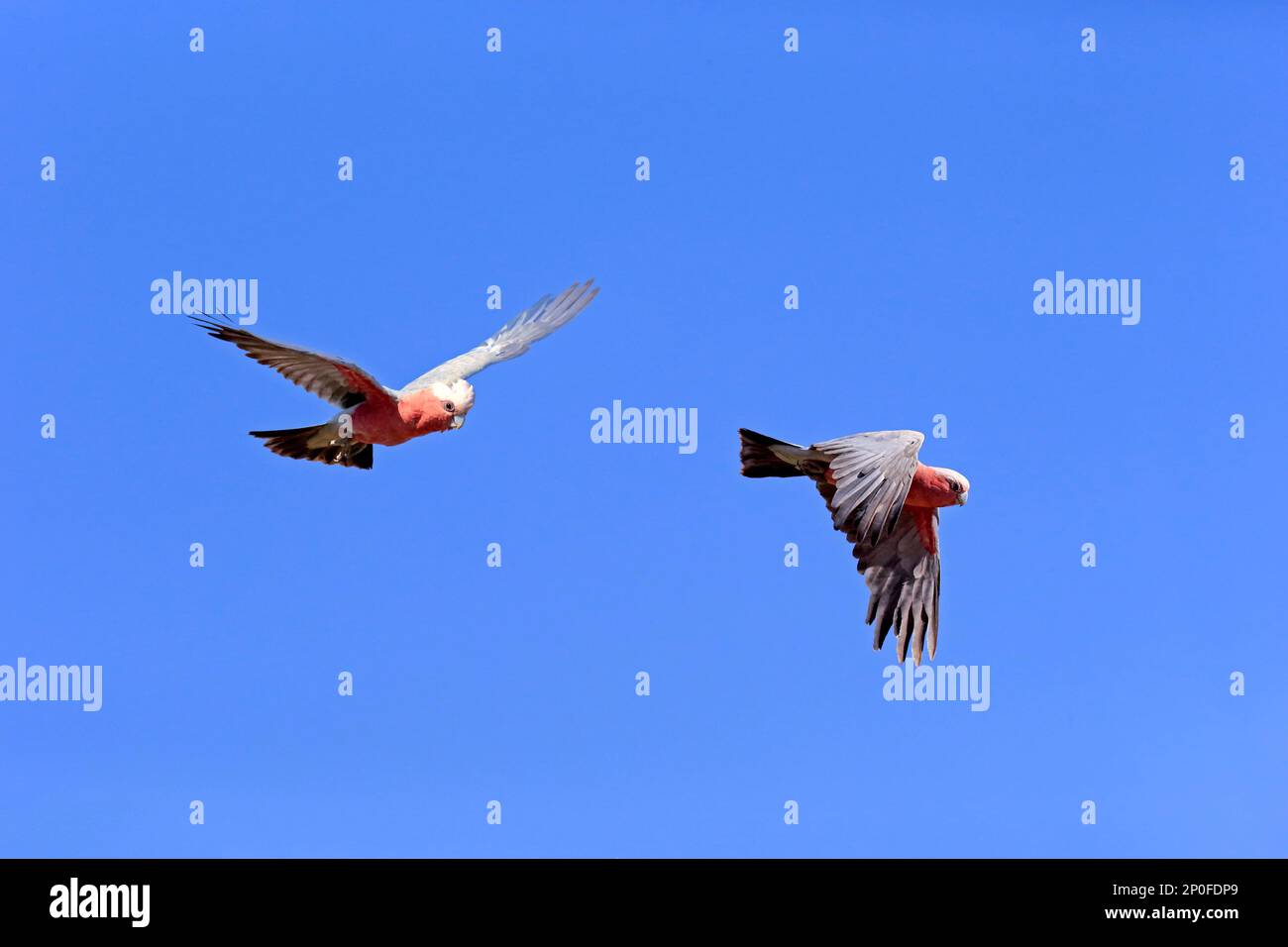 Pink Cockatoo, pair flying, Sturt National Park, New South Wales ...