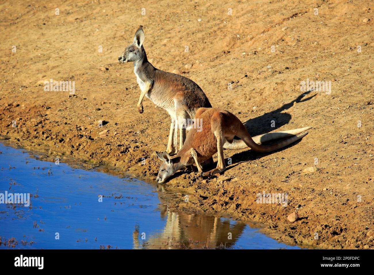 Red kangaroo (Macropus rufus), pair drinking at the water, Sturt ...