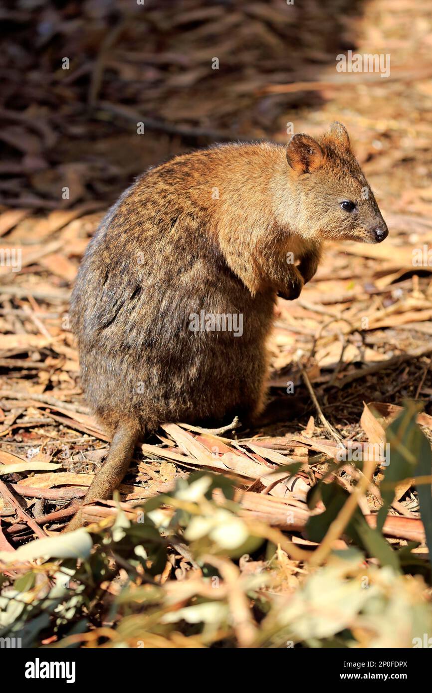 Quokka (Setonix brachyurus), adult, Australia Stock Photo - Alamy
