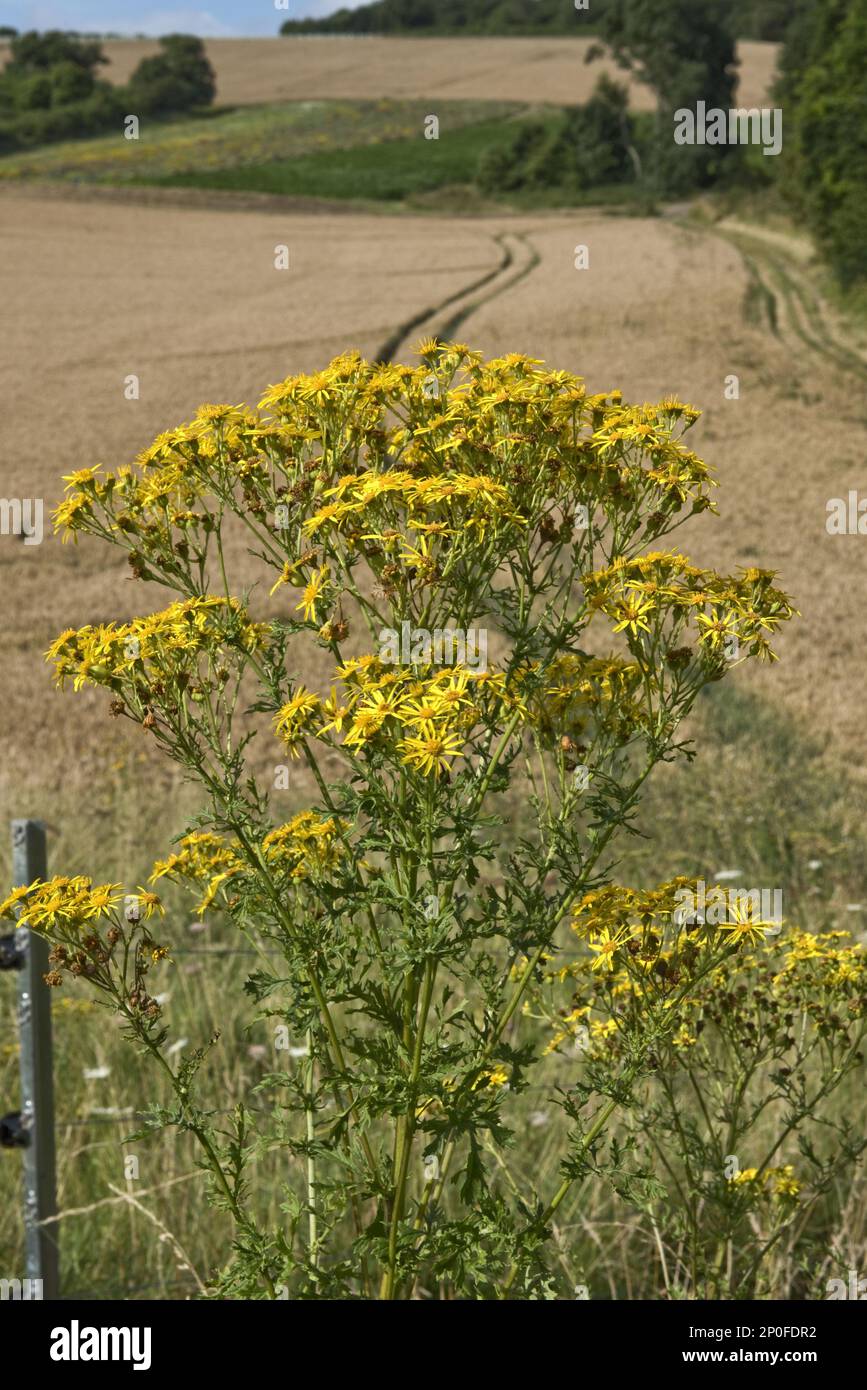 Jacob's ragwort, flower with ripe wheat crop behind, Berkshire Stock ...