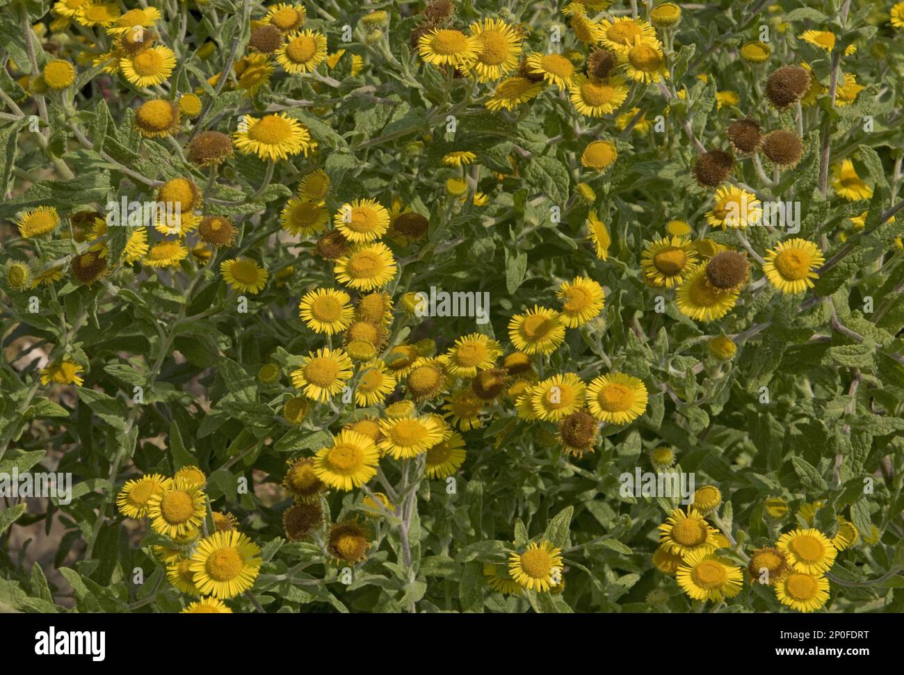 Yellow flowers of common fleabane (Pulicaria dysenterica), some going ...