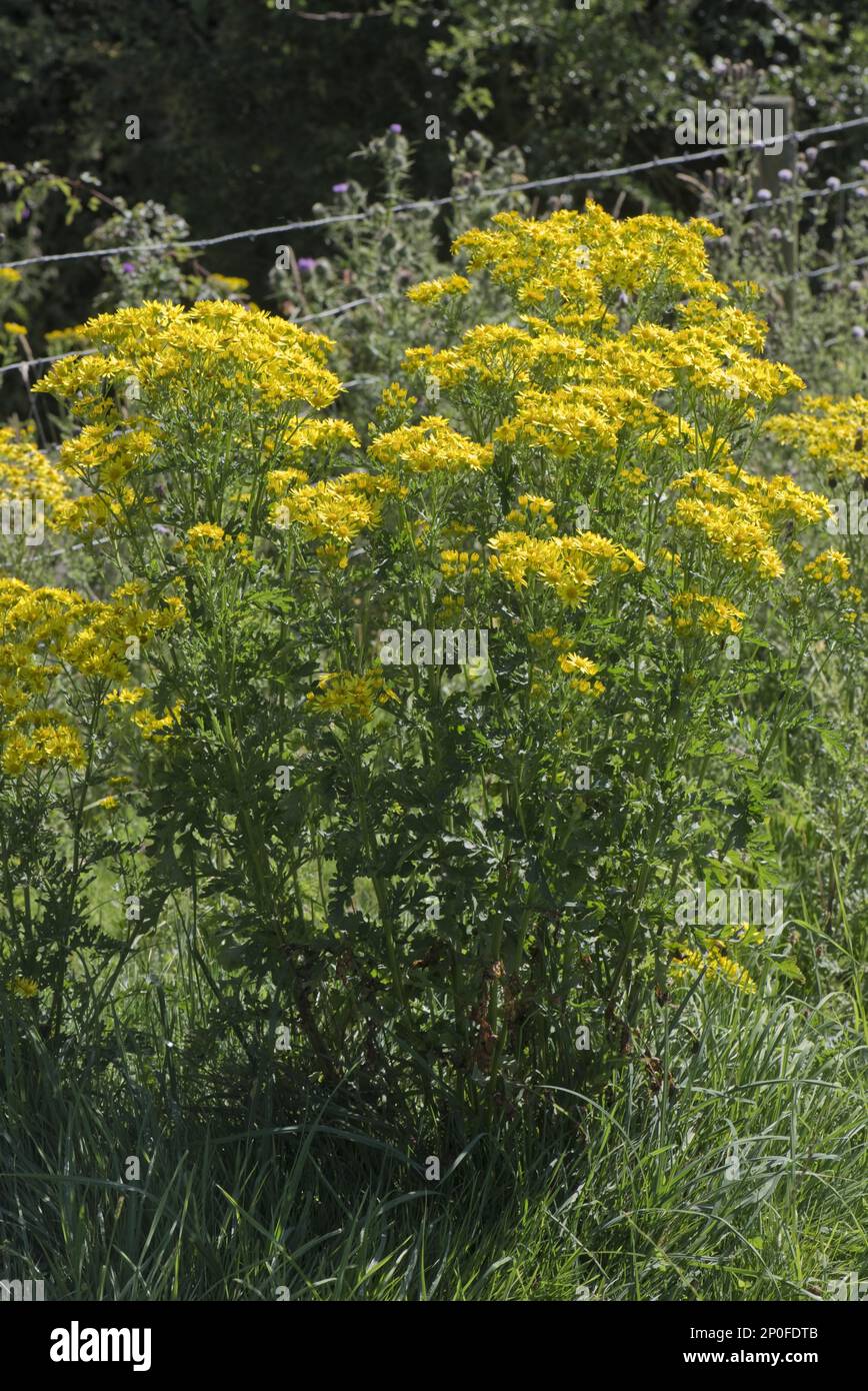 Yellow ragwort (Jacobaea vulgaris), flowering plant on Hungerford ...