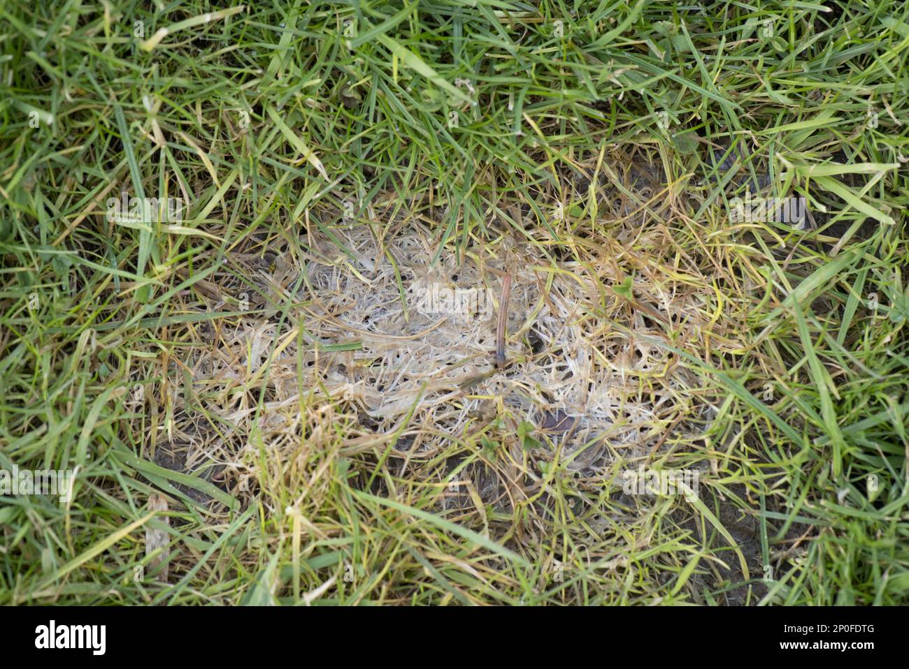 Snow mould or Fusarium spot, Michrodochium nivale, causing damage to ...
