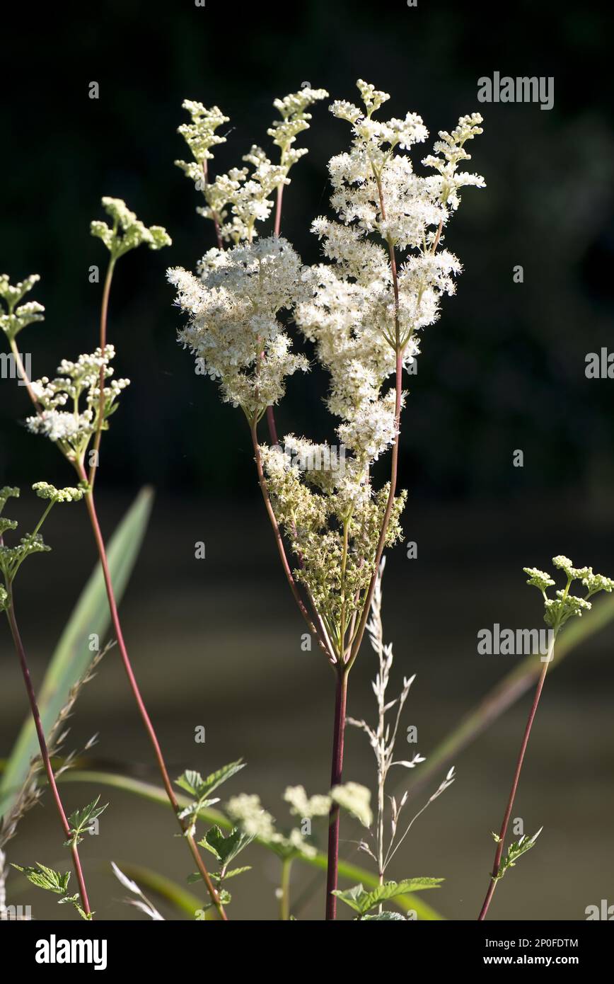 Spiraea ulmaria, meadowsweet (Filipendula ulmaria), Rosaceae, White ...