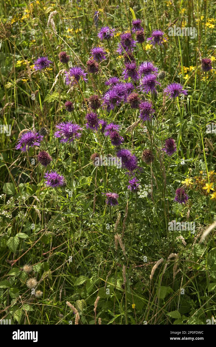 Purple flowers of the great knapweed (Centaurea scabiosa), with ...