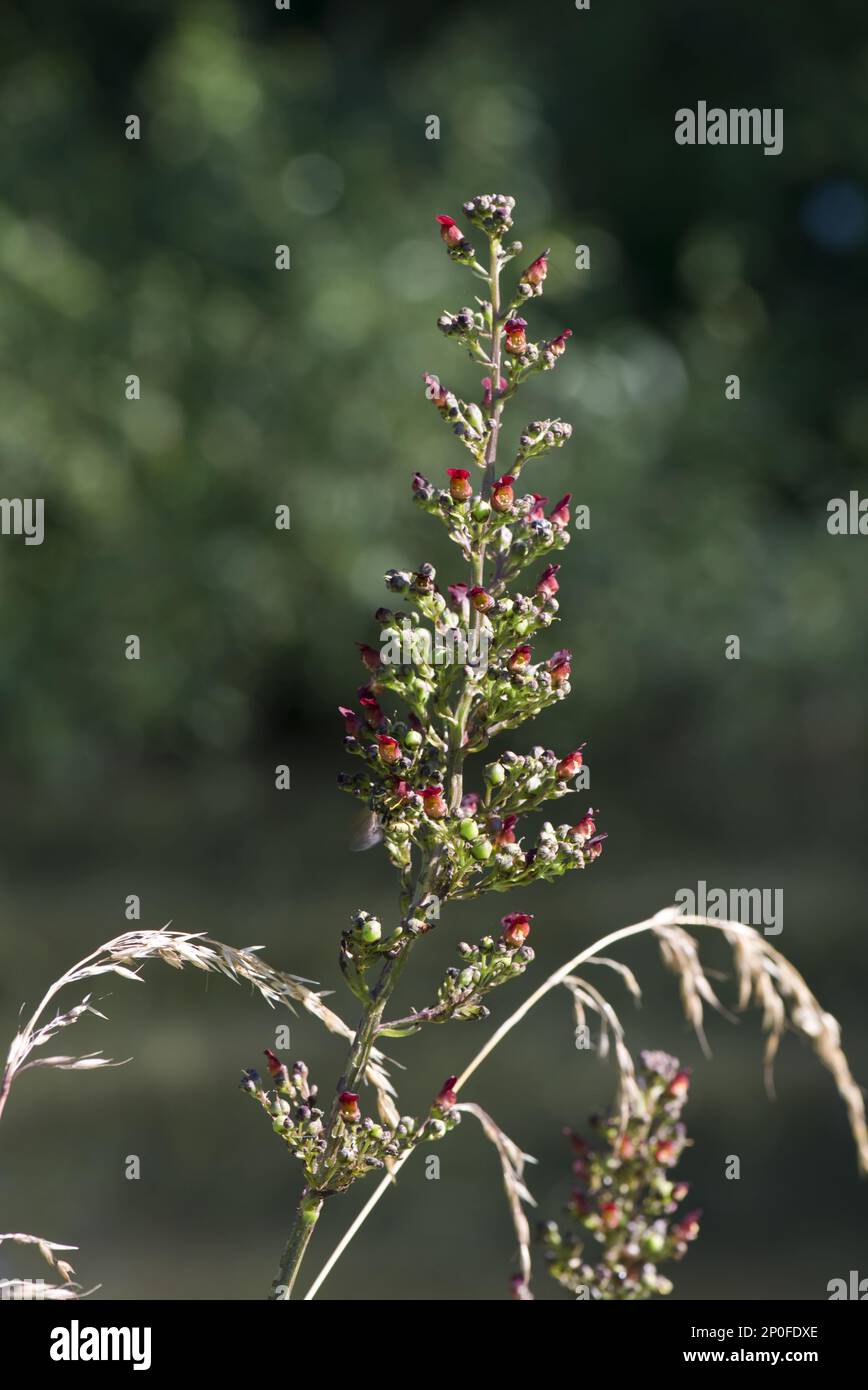 Flowering plant of common figwort (Scrophularia nodosa), beside the ...