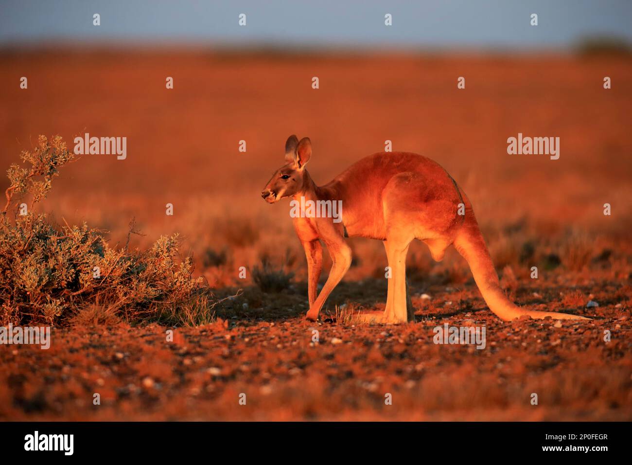 Red kangaroo (Macropus rufus), adult male, Sturt National Park, New ...