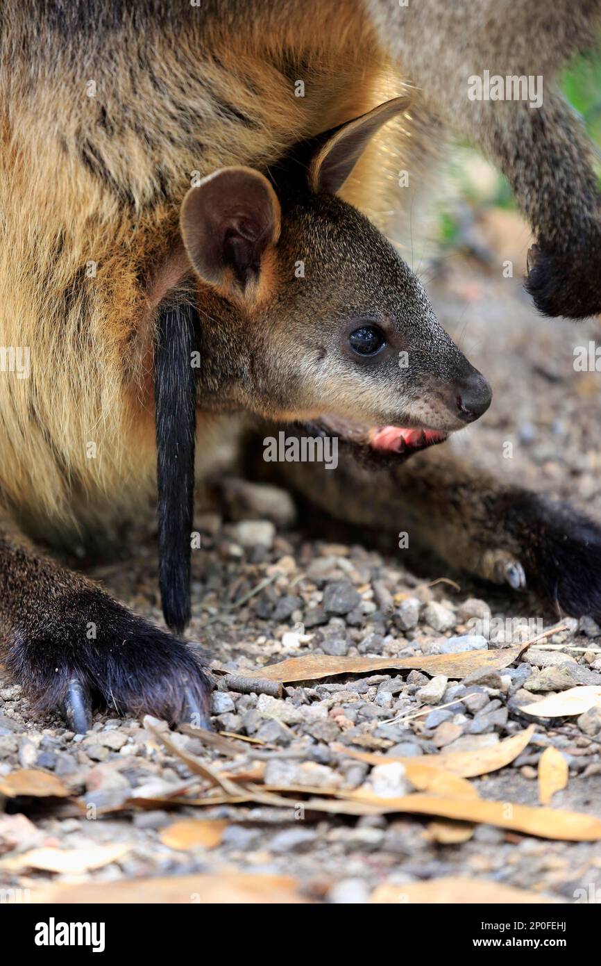 Swamp wallaby (Wallabia bicolor), young looking out of pouch, Mount ...