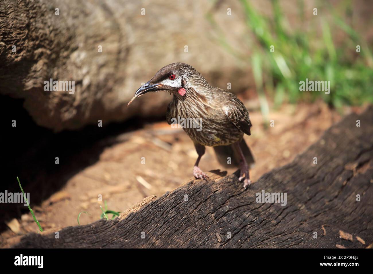 Red Wattlebird (Anthochaera carunculata), adult showing tongue, Cuddly ...