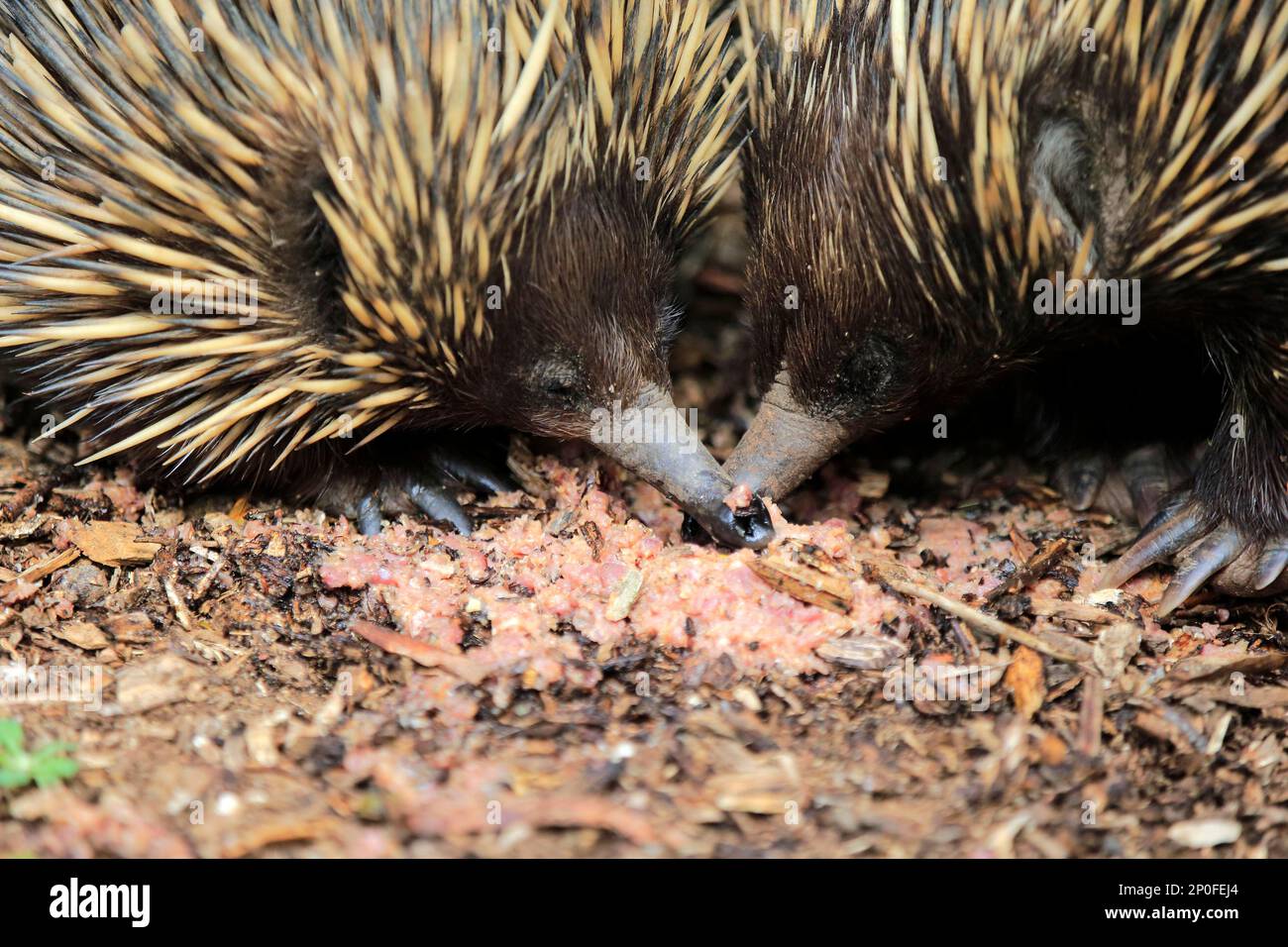 Echidna feeding hi-res stock photography and images - Alamy