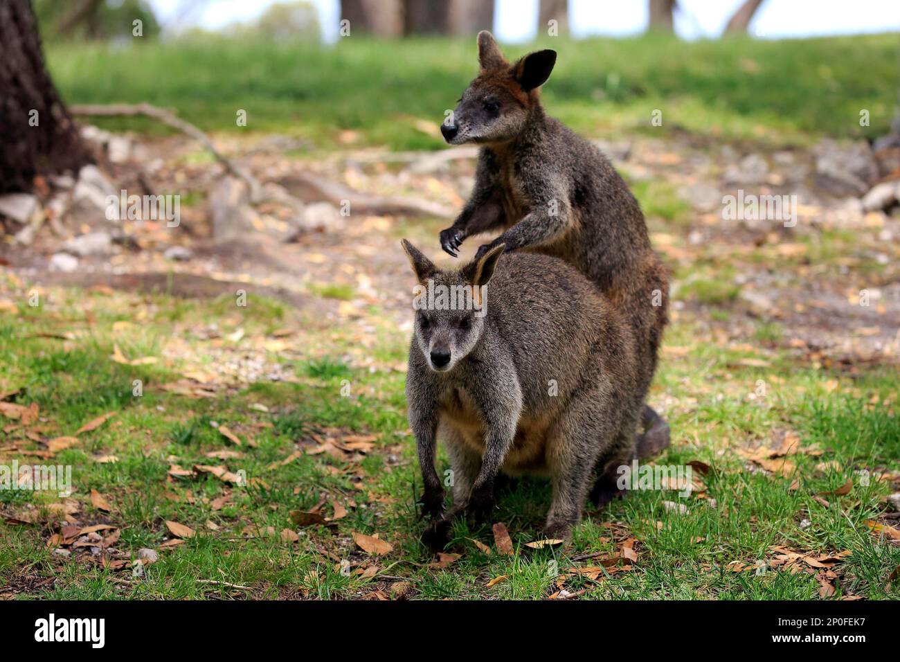 Swamp Wallaby (Wallabia bicolor), adult couple social behaviour, Mount ...