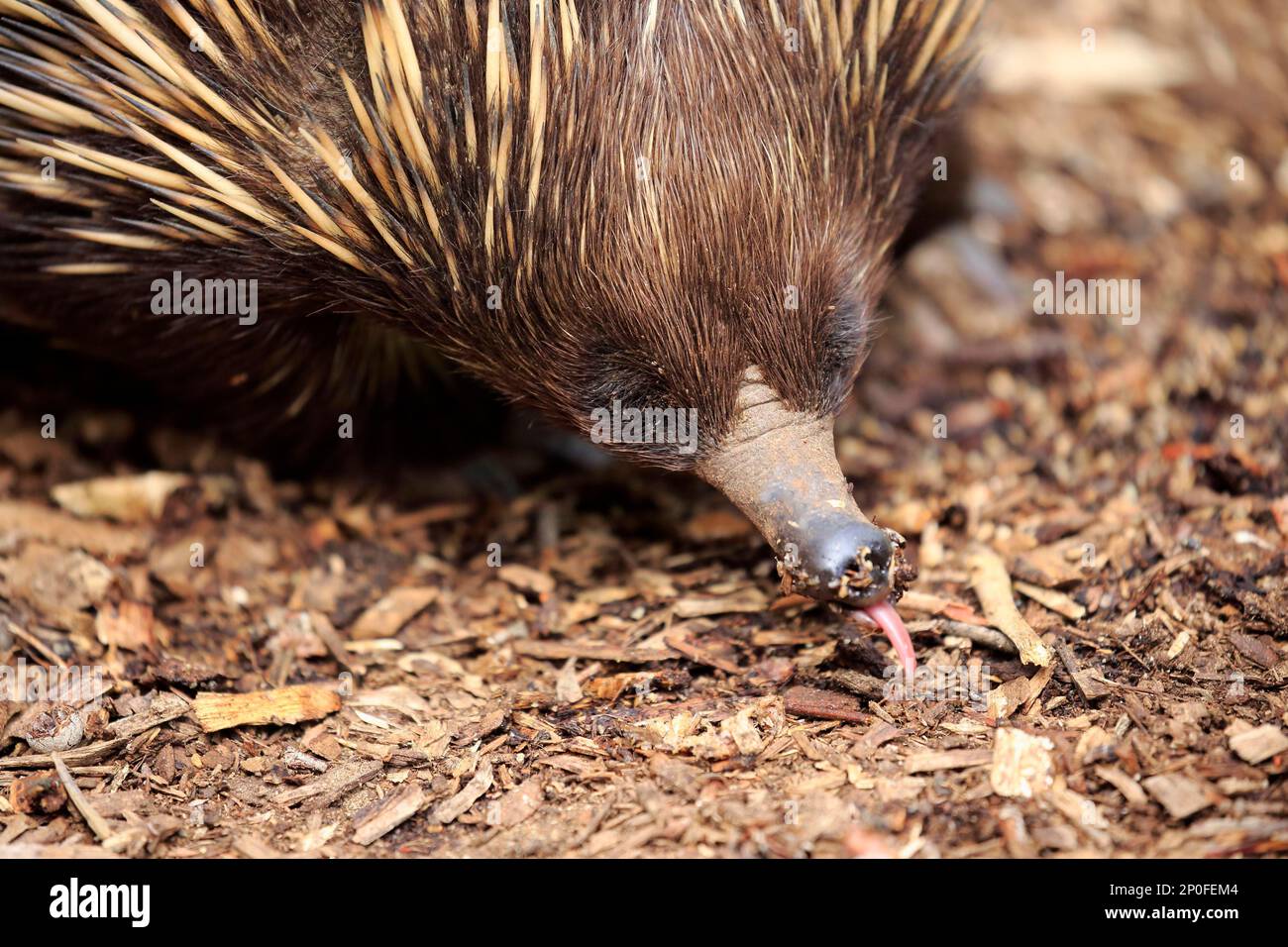 Echidna, short-beaked echidna (Tachyglossus aculeatus), adult feeding ...