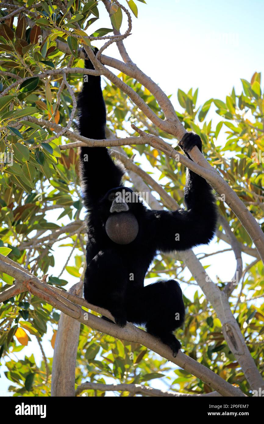 Siamang (Symphalangus syndactylus), adult caller on tree, Southeast ...