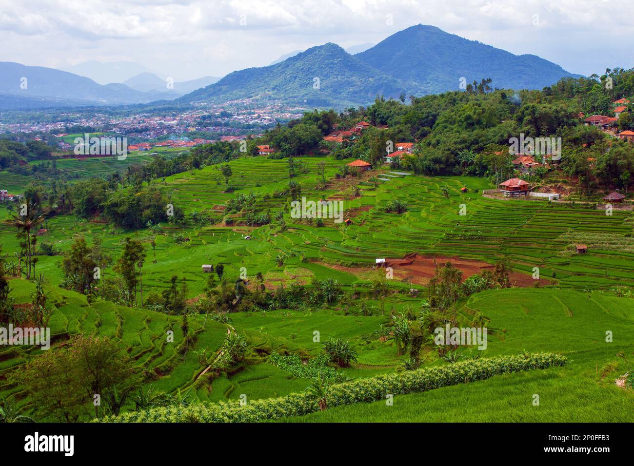 Sumedang, West Java, Indonesia. 3rd Mar, 2023. View of terraced rice field in Tanjungsari ...