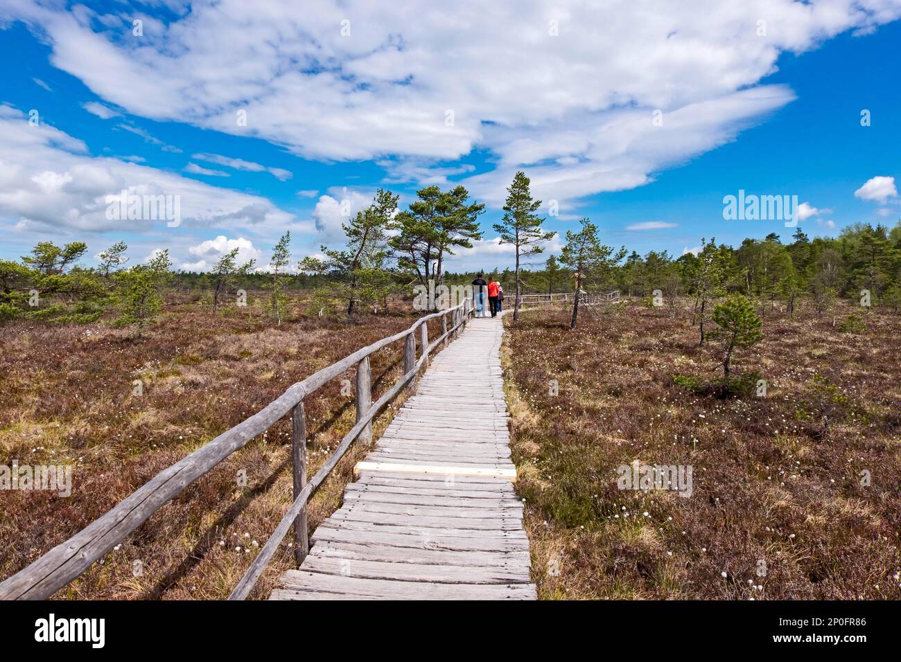 Schwarzes Moor nature reserve, raised bog, Rhoen UNESCO Biosphere ...