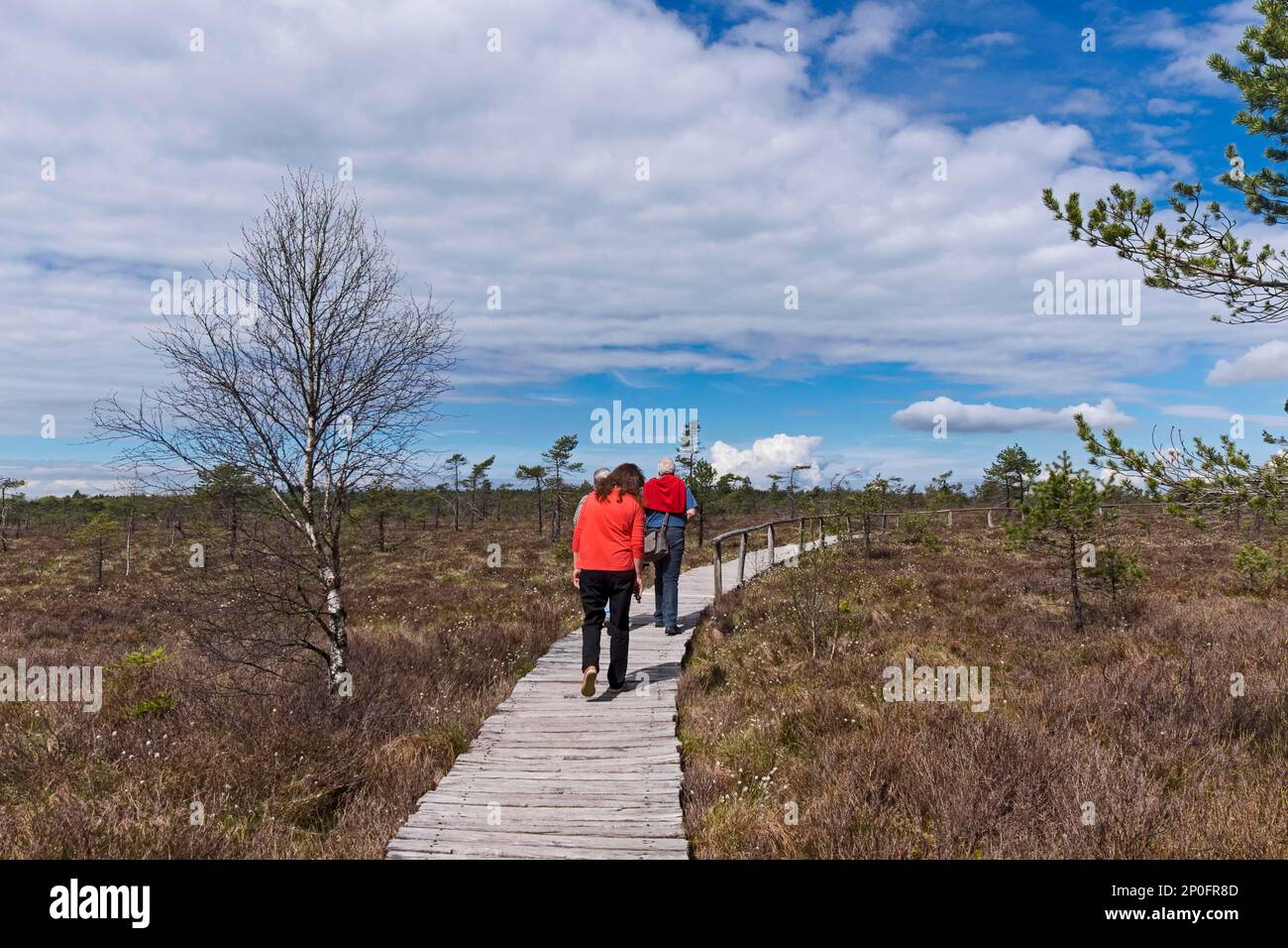 Schwarzes Moor nature reserve, raised bog, Rhoen UNESCO Biosphere ...