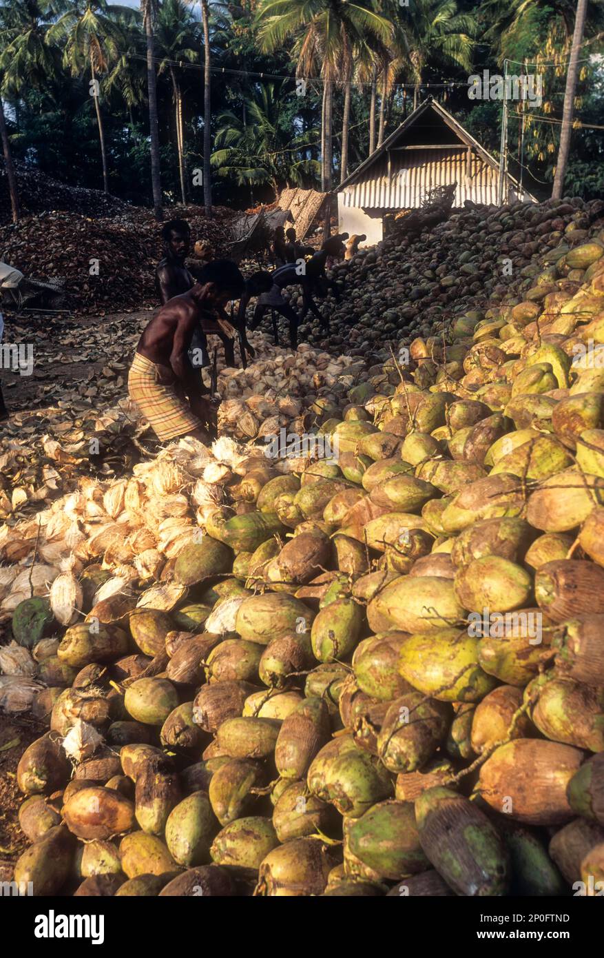Coconut dehusking at Singampunari, Tamil Nadu, India Stock Photo - Alamy