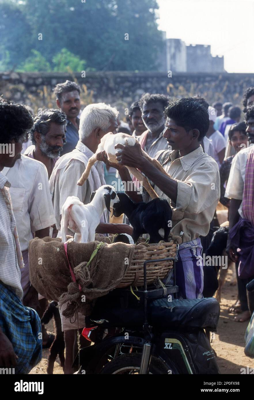 Selling goat calf in Periodical market at Perundurai near Erode, Tamil ...