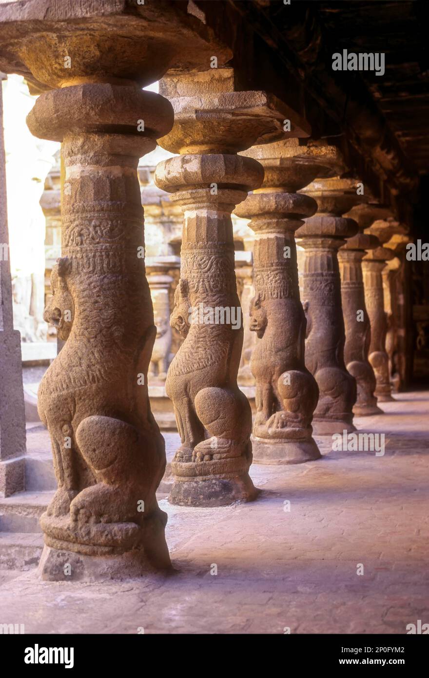 Wildlife corridor in india hi-res stock photography and images - Alamy