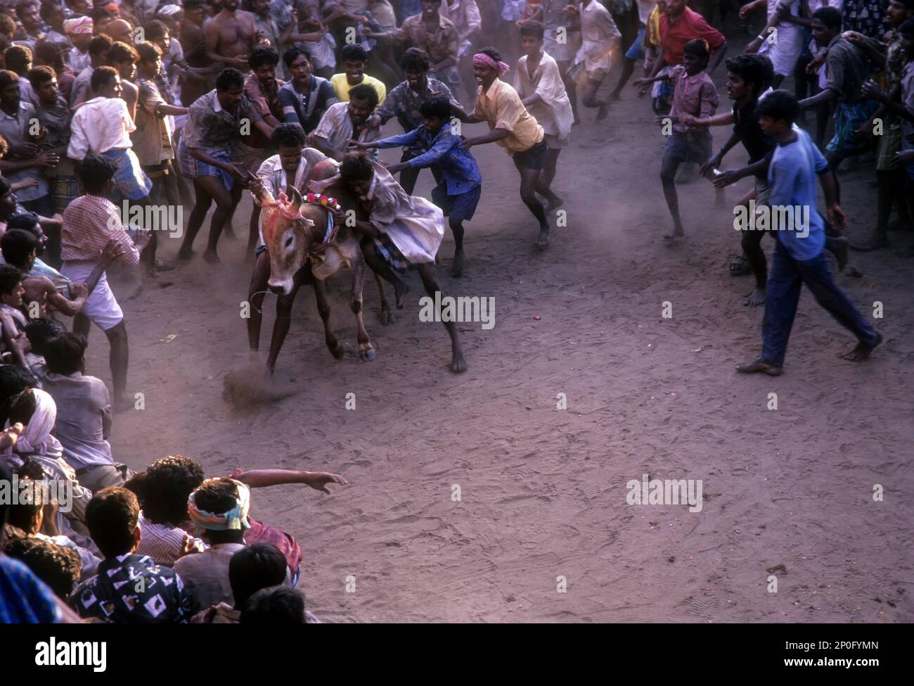 Jallikattu in Alanganallur near Madurai, Tamil Nadu, India, Asia Stock ...