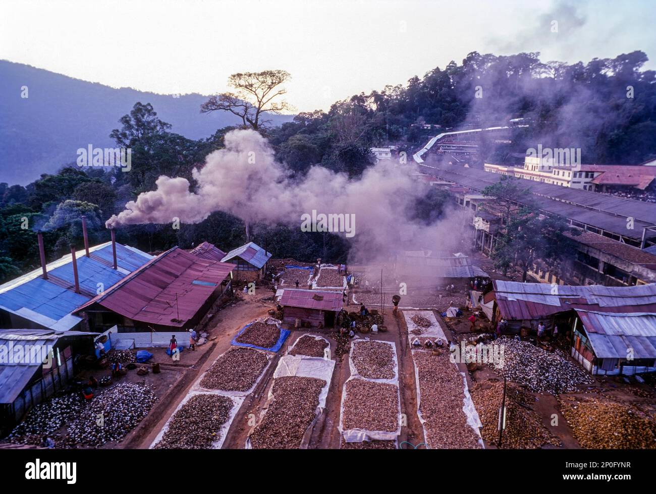 Aerial view of broken coconuts in Lord Ayyappan temple, Sabarimala ...