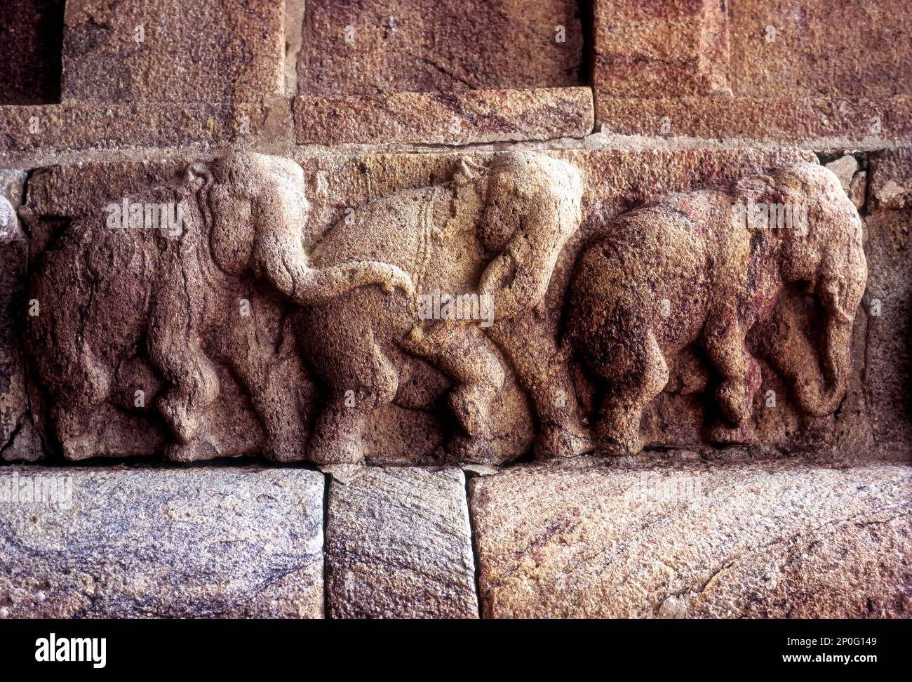 9th century Elephants sculpture in Vijayalaya Choleswaran Temple in ...
