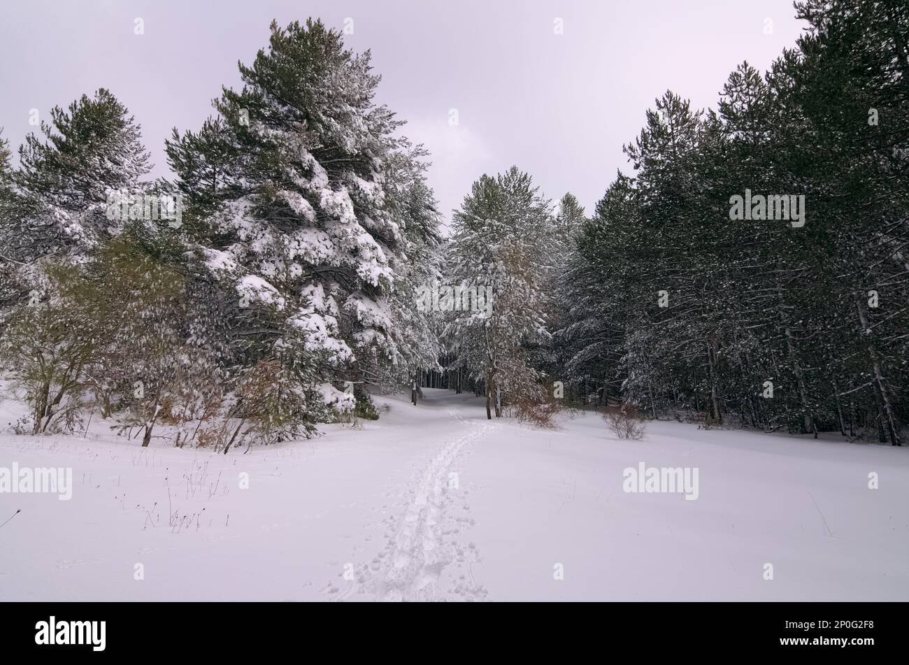 scenic path of snowshoes footsteps in cold weather through a forest of ...