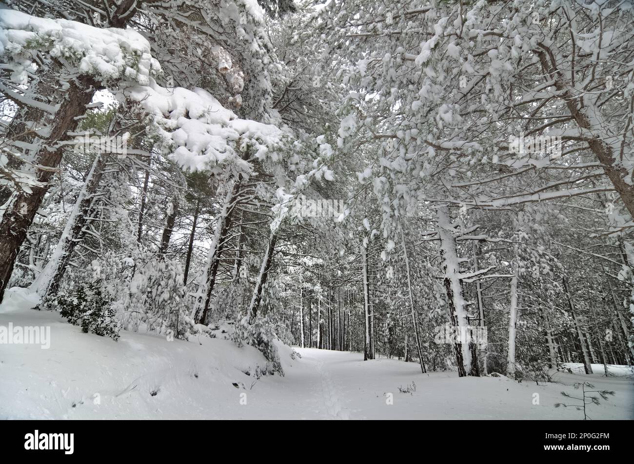 scenic path in cold weather through wintry woods of Etna National Park ...