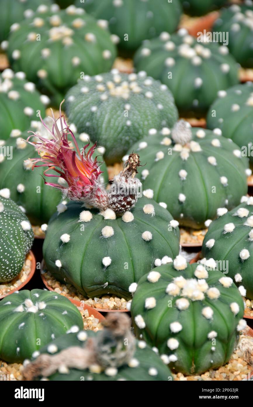 Astrophytum asterias with pink shinshowa style flower and a fertilized ...