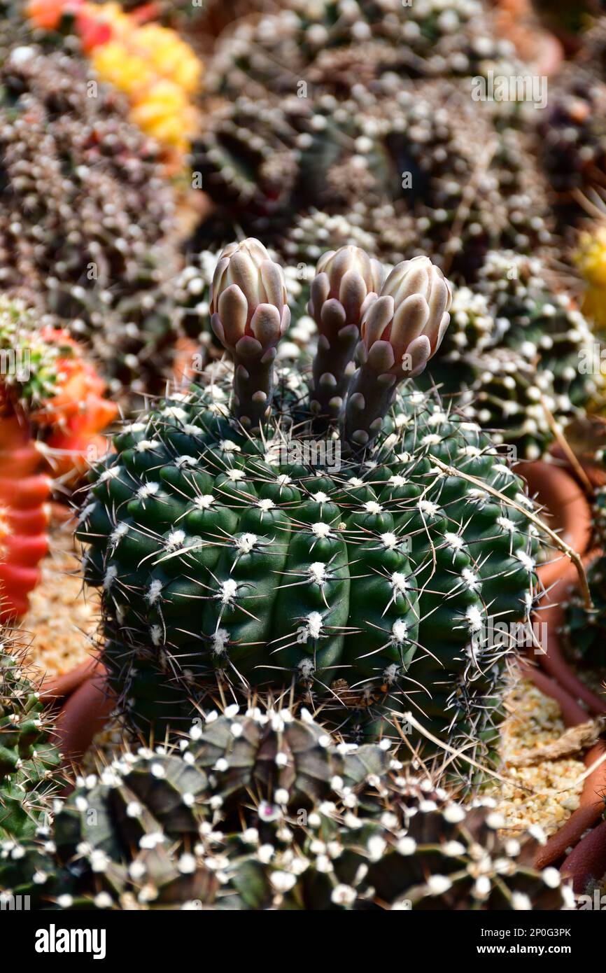 Green Gymnocalycium spp. with flowers in open cactus farm Stock Photo ...