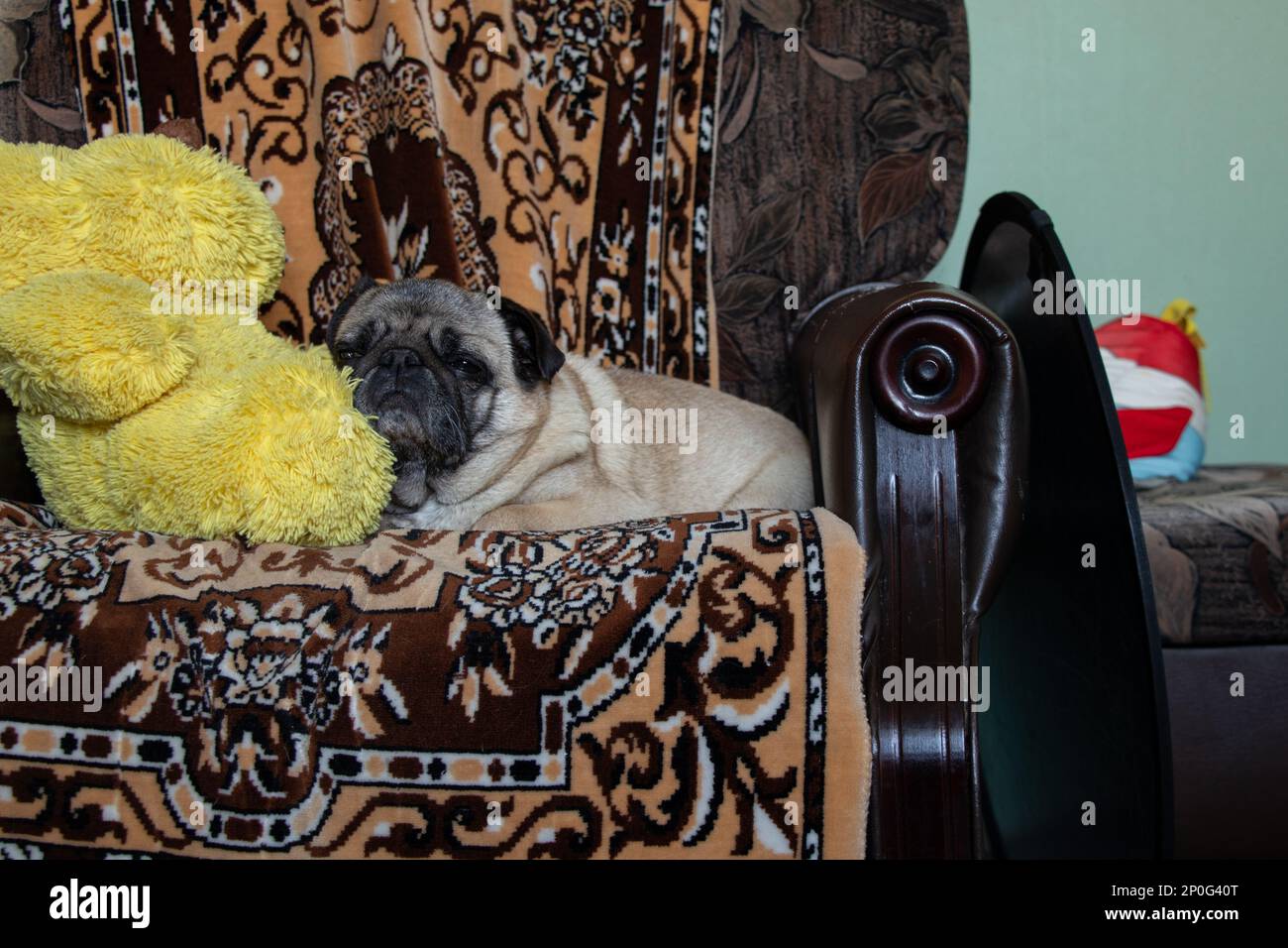 pug dog sleeping on a chair in the room during Stock Photo - Alamy