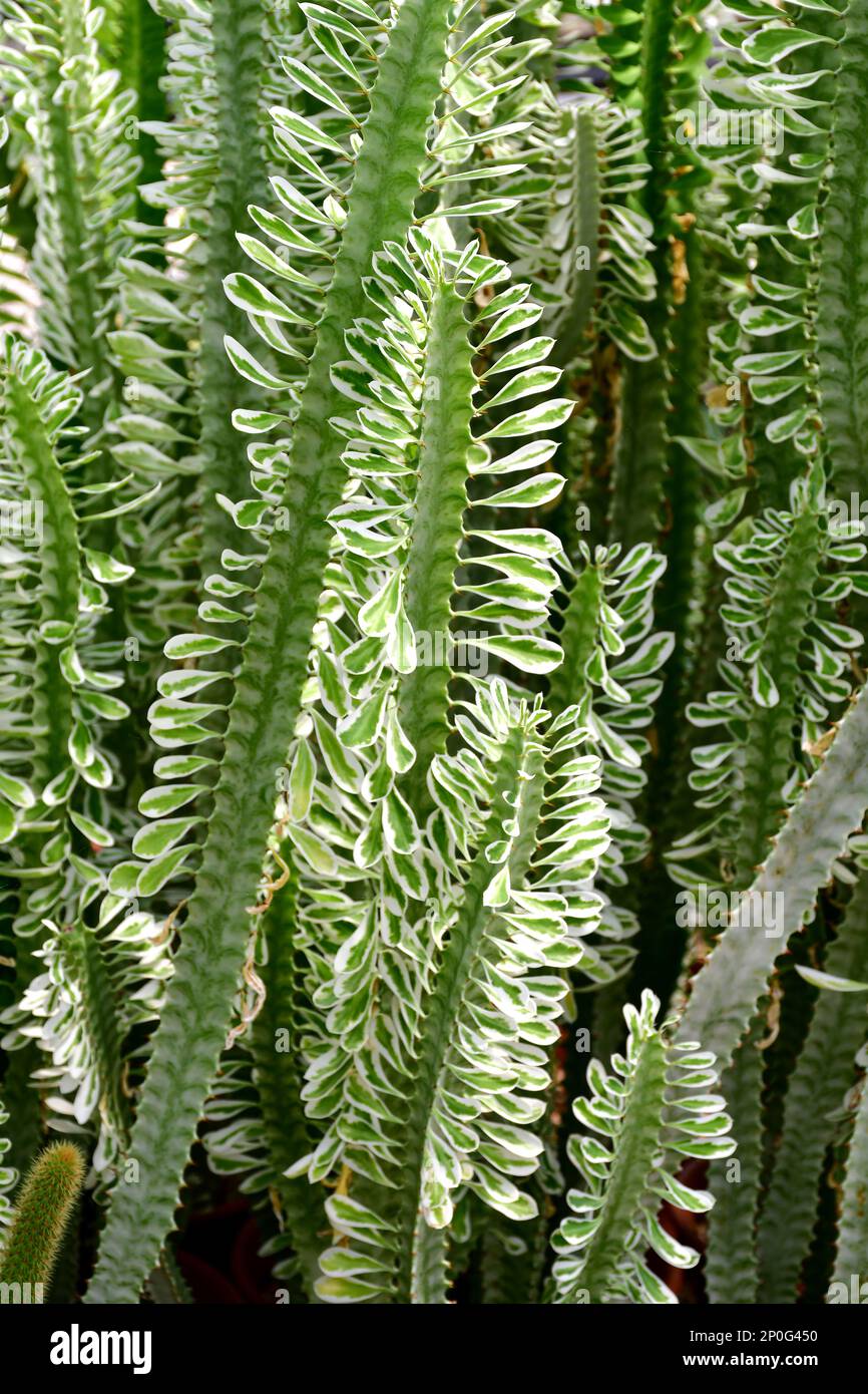 Indian tree spurge hi-res stock photography and images - Alamy