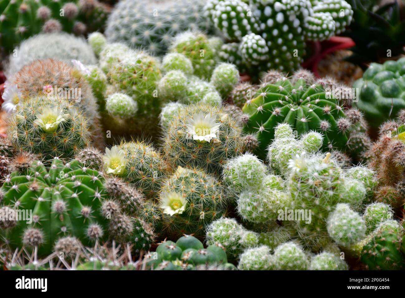 Mammillaria spp., Echinopsis spp., in mixed cactus background in the open cactus farm Stock ...