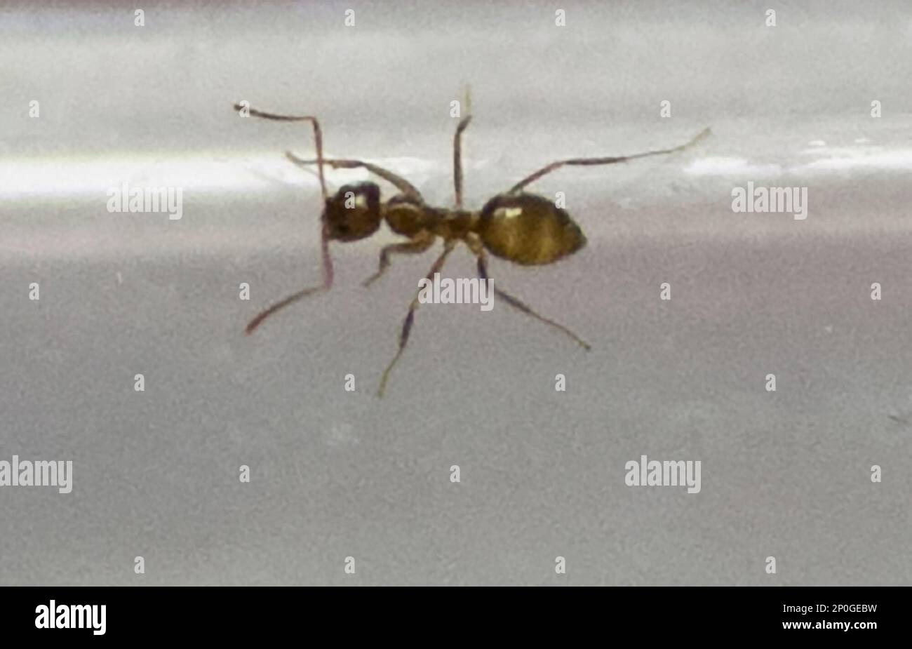 A crazy ant is seen at the University of Texas. Crazy ants, an imported ...