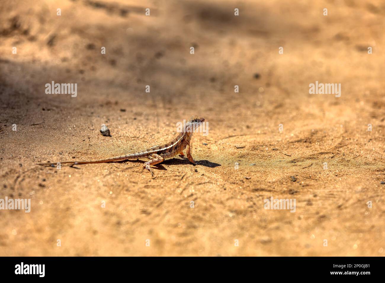Chalarodon madagascariensis, endemic species of Malagasy terrestrial ...