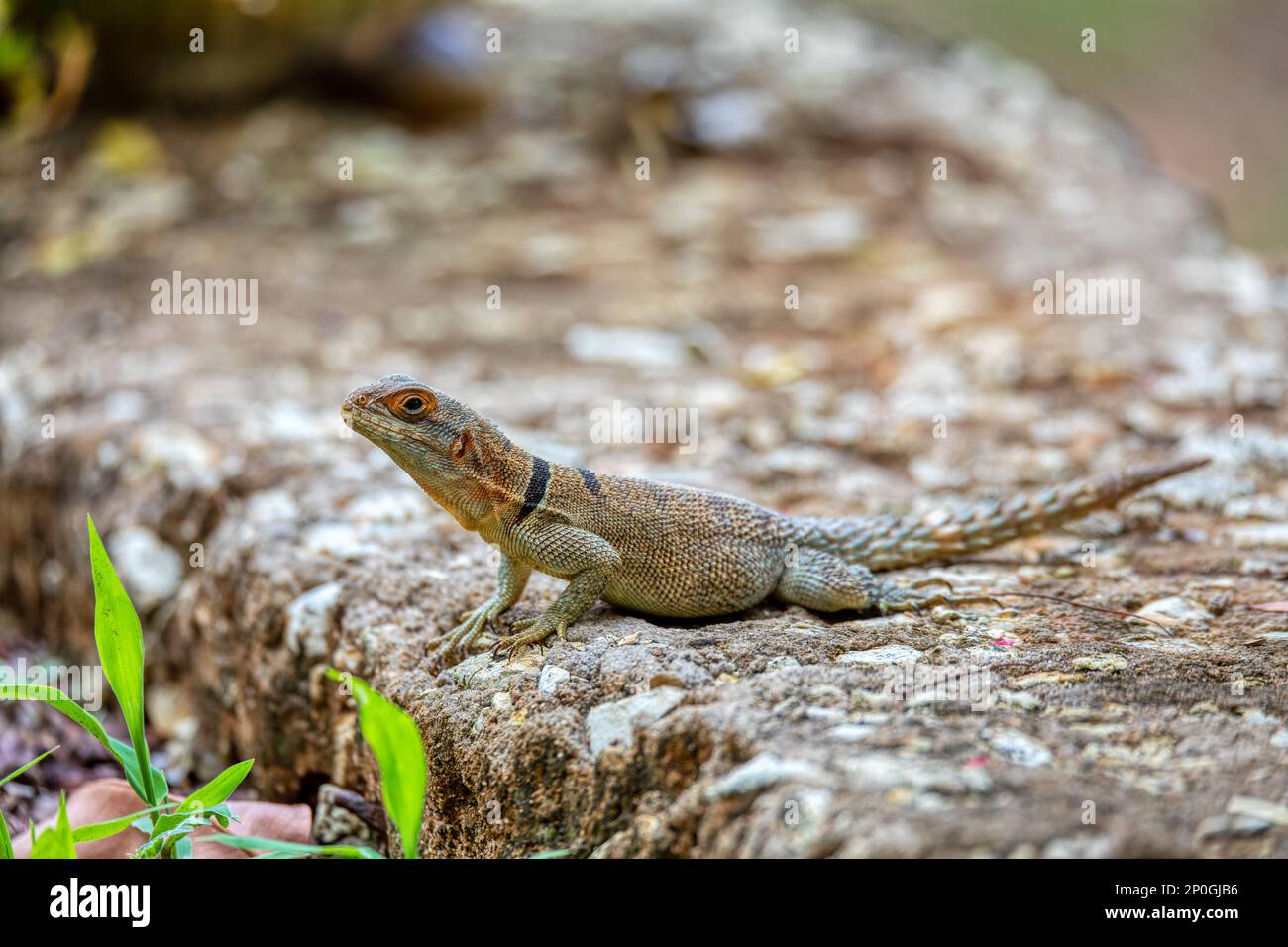 Cuvier's Madagascar swift (Oplurus cuvieri), knows as Madagascan ...