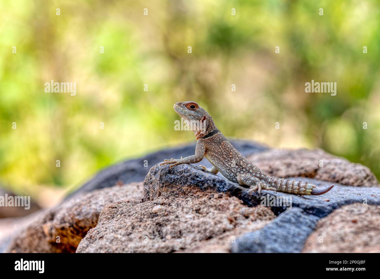 Cuvier's Madagascar swift (Oplurus cuvieri), knows as Madagascan ...