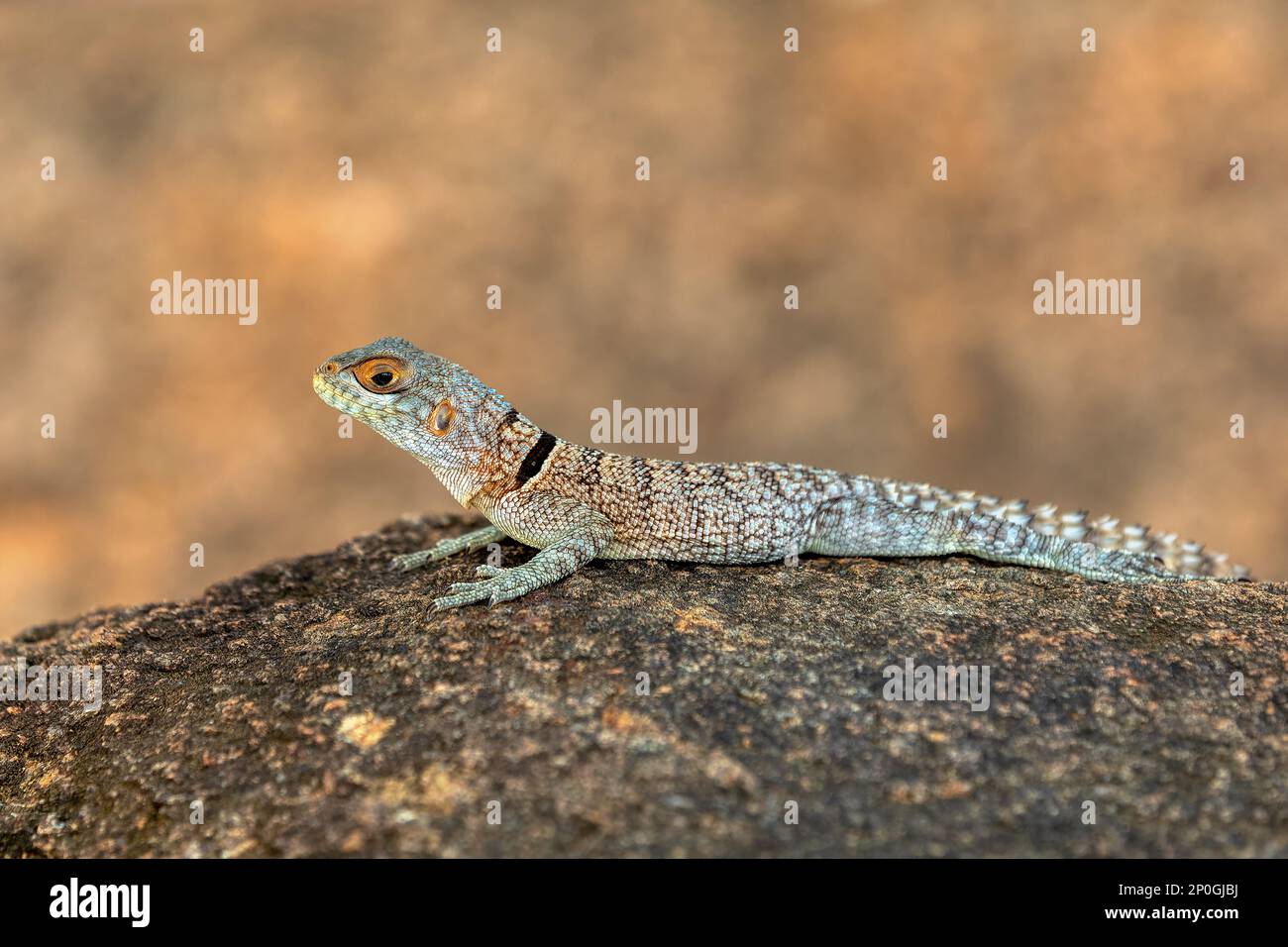 Cuvier's Madagascar swift (Oplurus cuvieri), knows as Madagascan ...