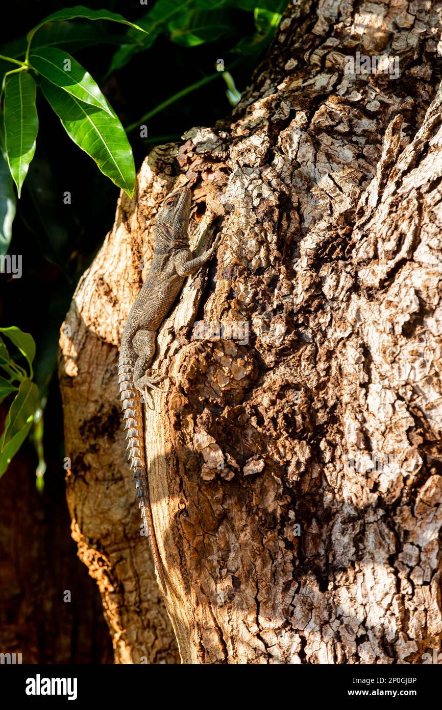 Cuvier's Madagascar swift (Oplurus cuvieri), knows as Madagascan ...