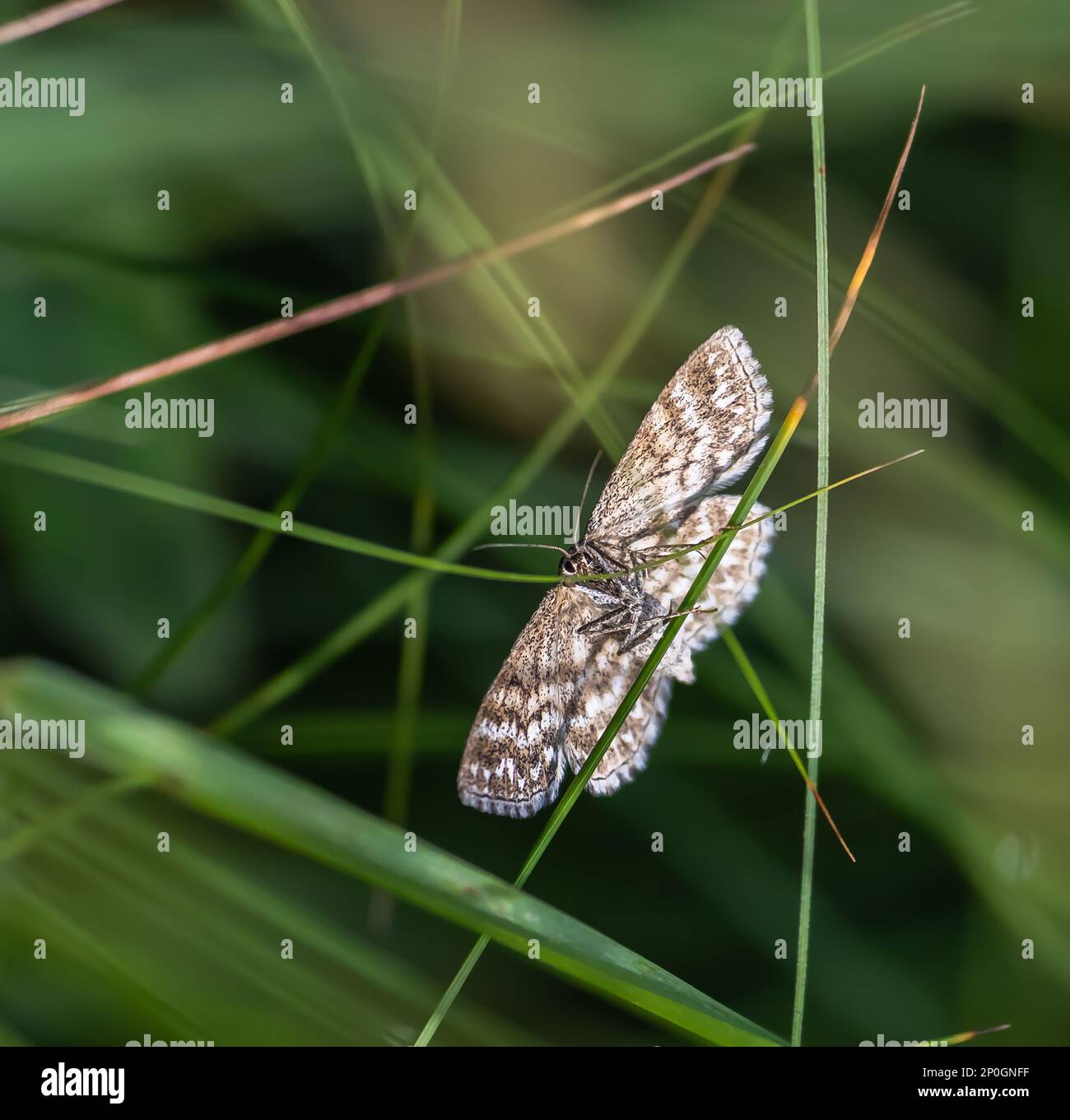 Hairy butterfly hi-res stock photography and images - Alamy