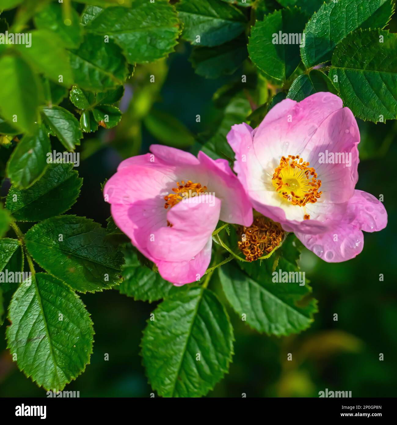 rose hip flowers close up with water drops in summer Stock Photo - Alamy