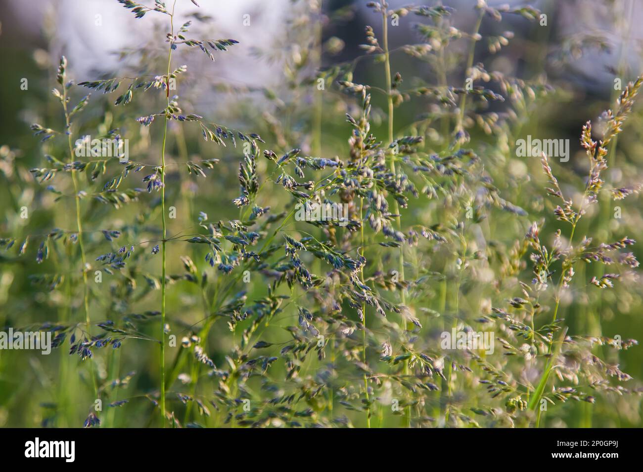wild cereal grass close up on a green background. Summer Stock Photo ...