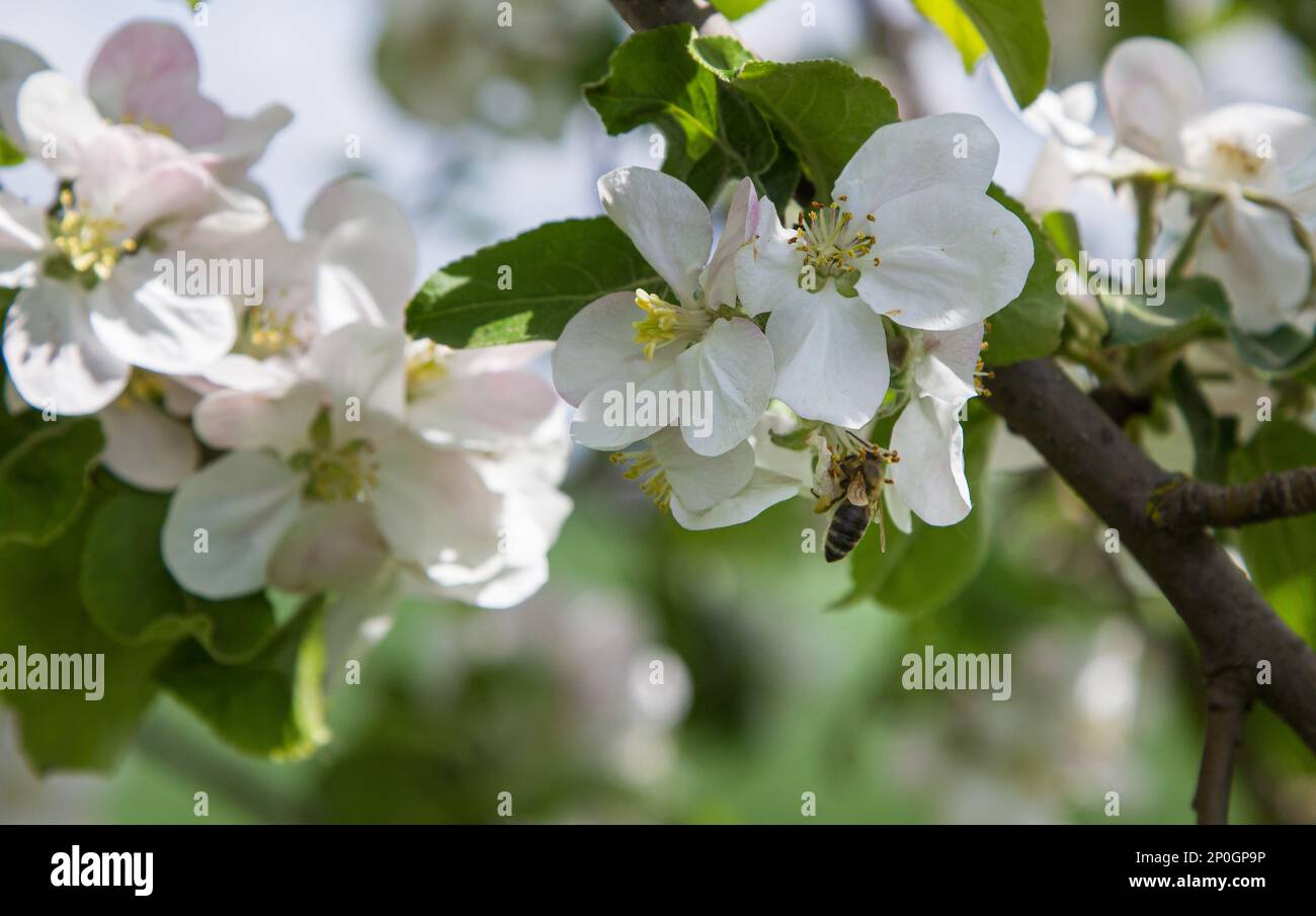 apple tree blooms in the garden. bees collect nectar and pollen Stock ...