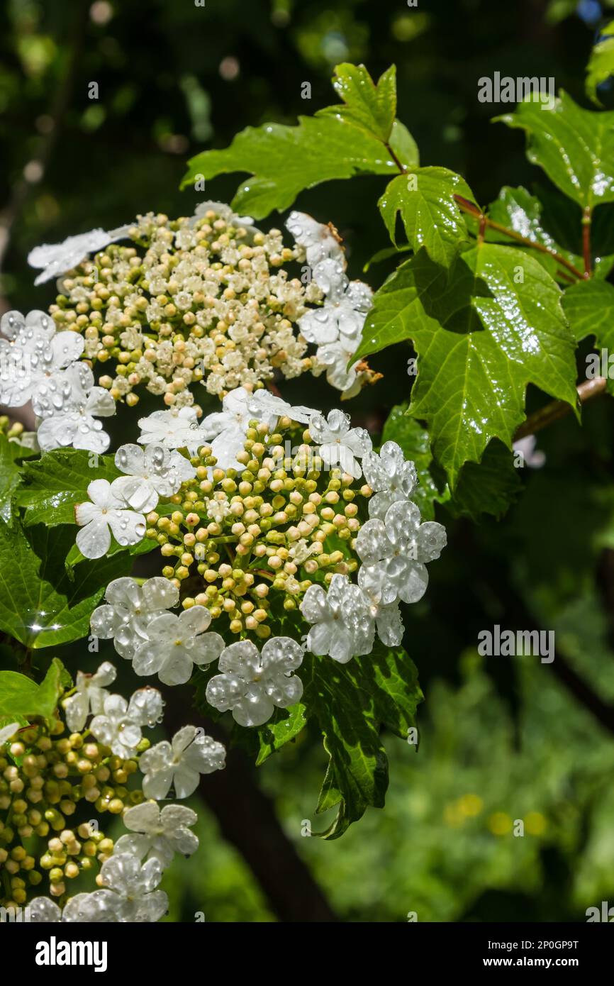 Viburnum flower with green leaves on sky background in sunny weather ...