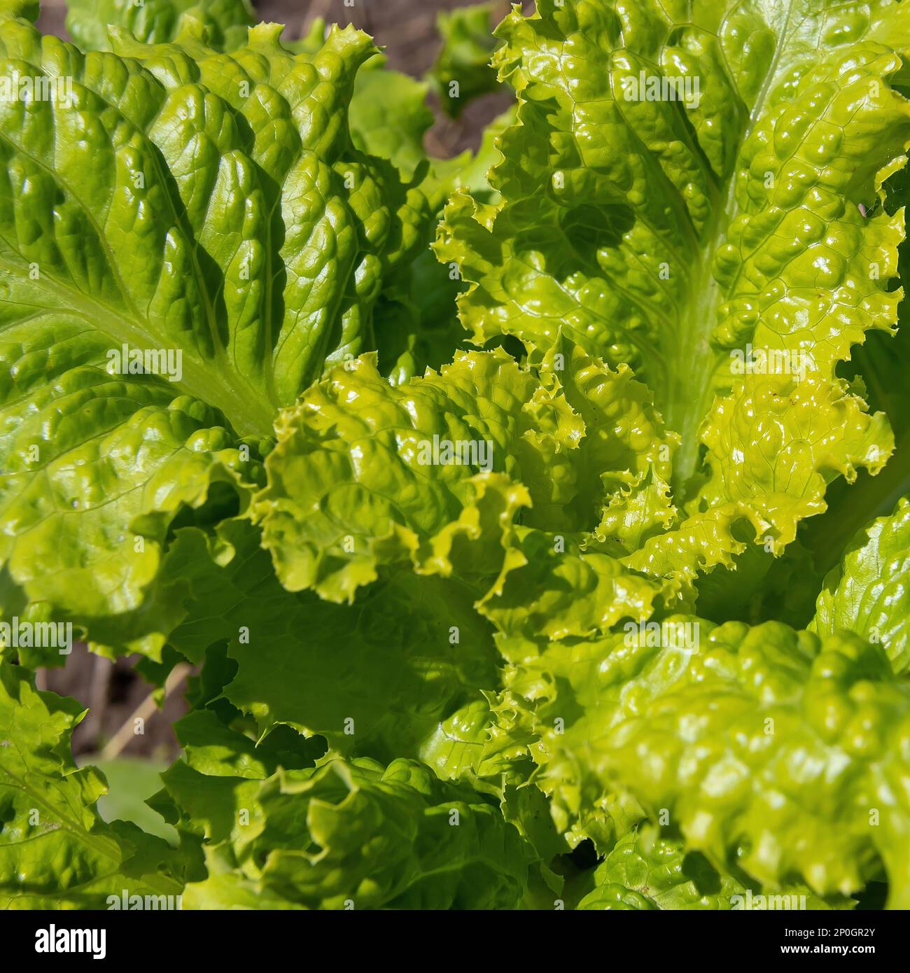 Lettuce leaves texture hi-res stock photography and images - Alamy