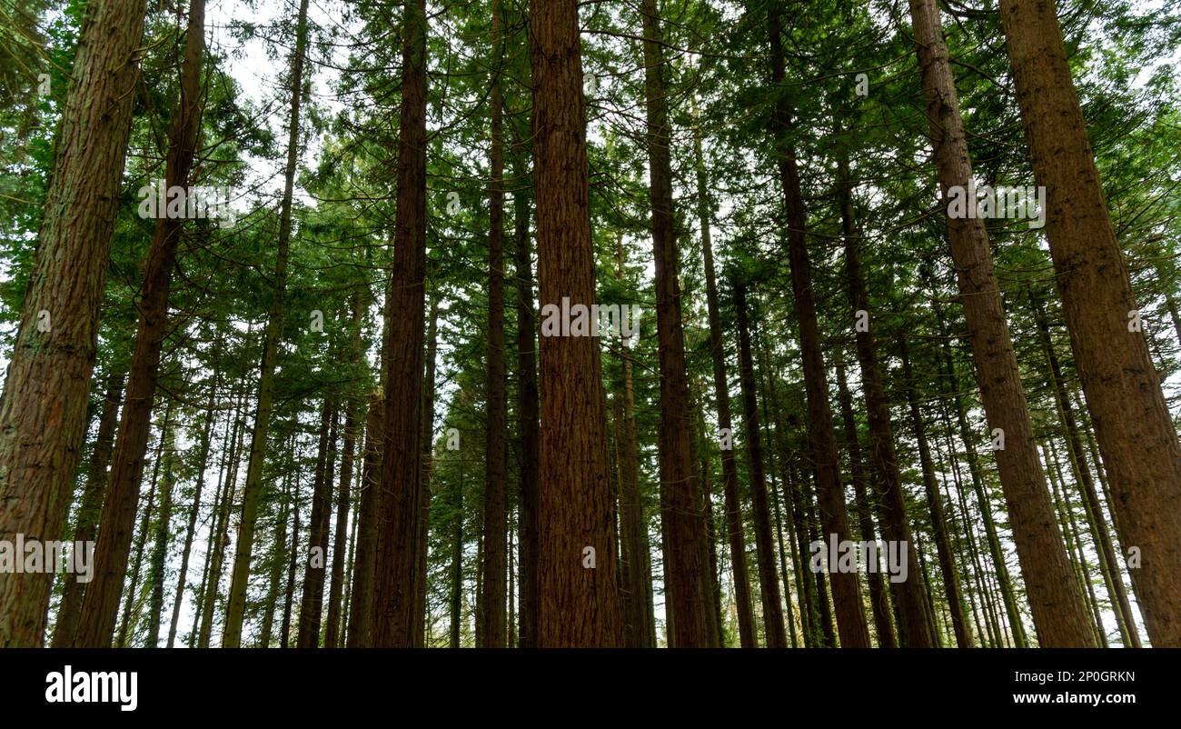 Tall trunks of Coast Redwood trees (Sequoia sempervirens) densely ...
