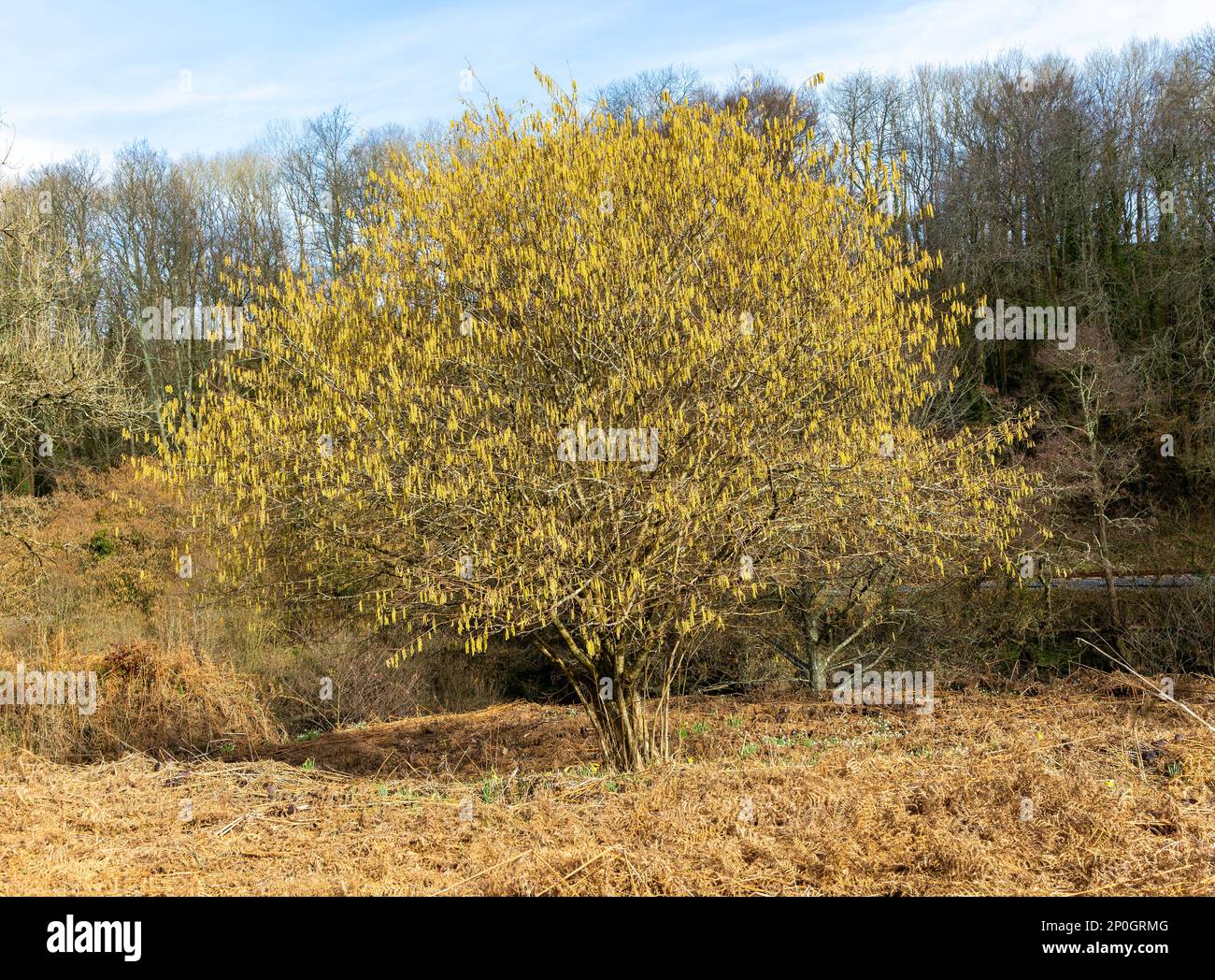 Silver birch (Betula pendula) catkins or lambs tails in late February ...