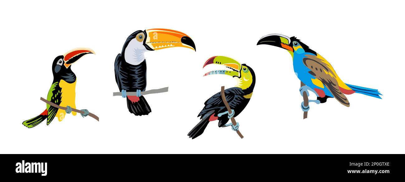 Toucans Cartoon Set Vector Realistic On White Stock Vector Image And Art Alamy