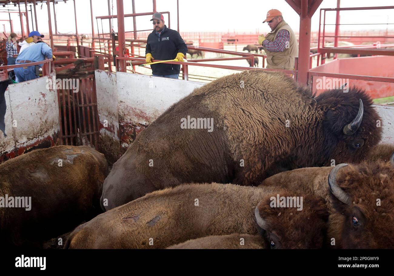 Joe Briggs and Cody Haden work to herd bison into a chute during the ...