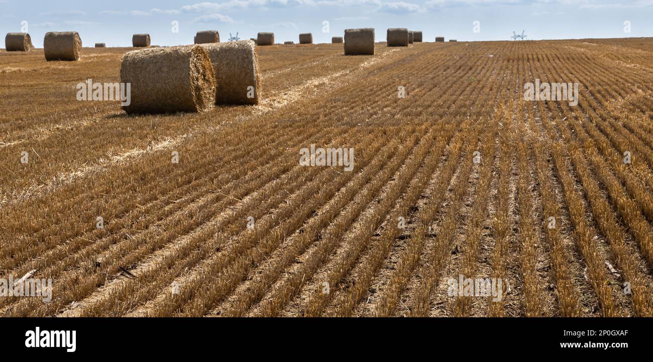 Stacks of straw - bales of hay, rolled into stacks left after ...
